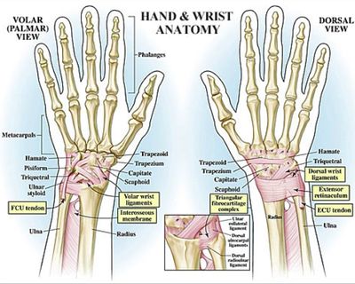 Ligament Injuries Of Hand